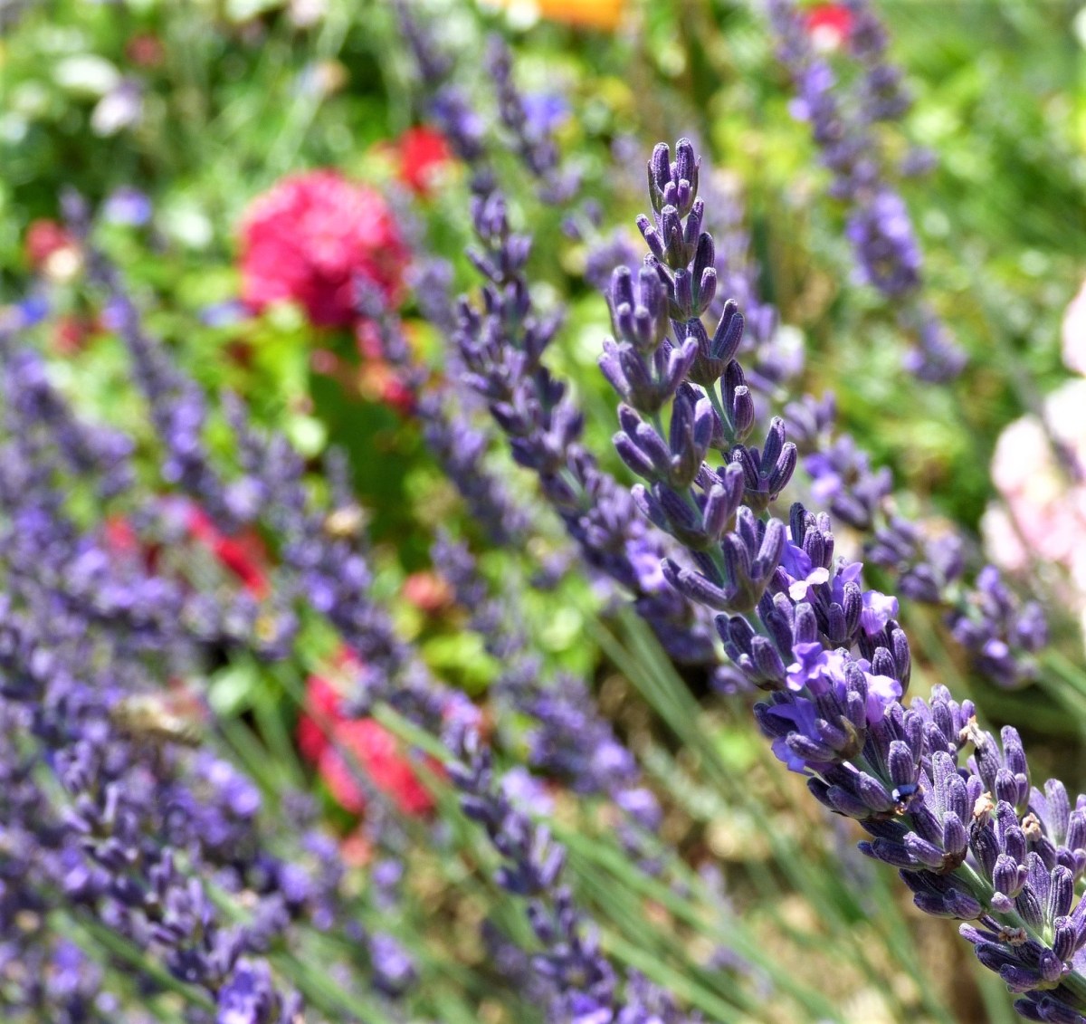 Enzo Enea: Das Leben ist ein grünes Ganzes – Demanega