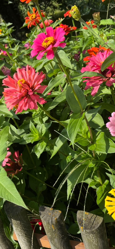 Bio-Engineering & Biodiversität – Demanega