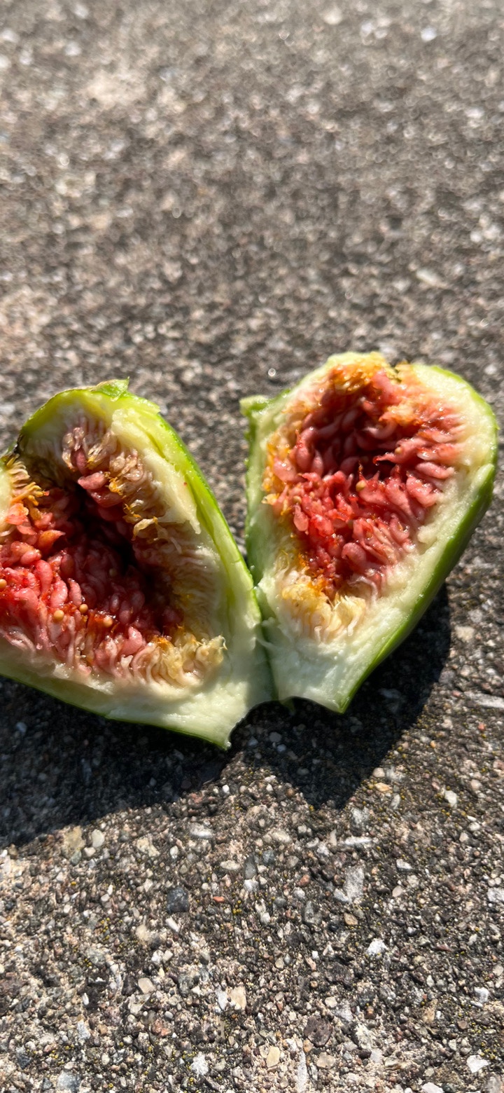 Nahende Ernte, Tramin – Demanega