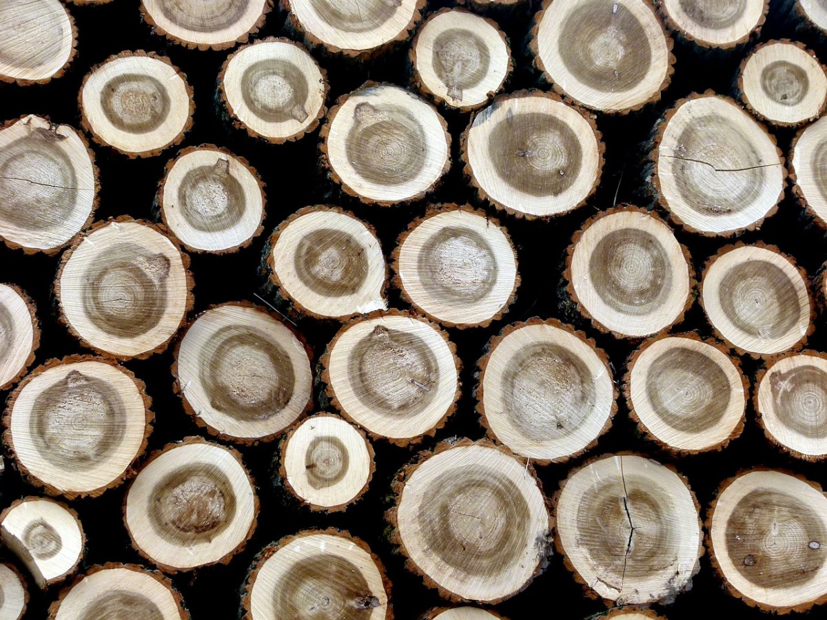 Nadelholz und Laubholz: Natur, Unterschiede und Verwendung – Demanega