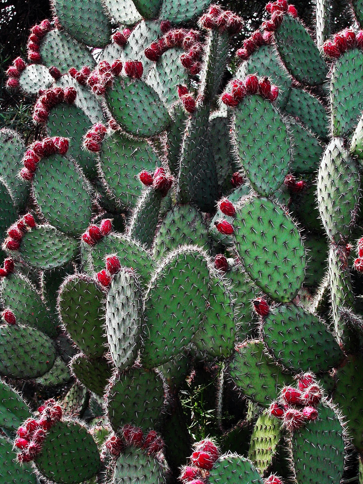 Services – Demanega