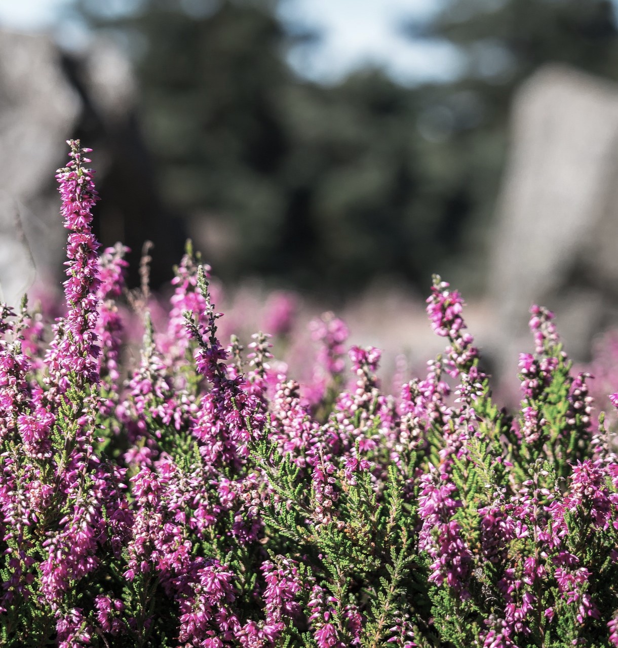 Demanega – #bioengineering